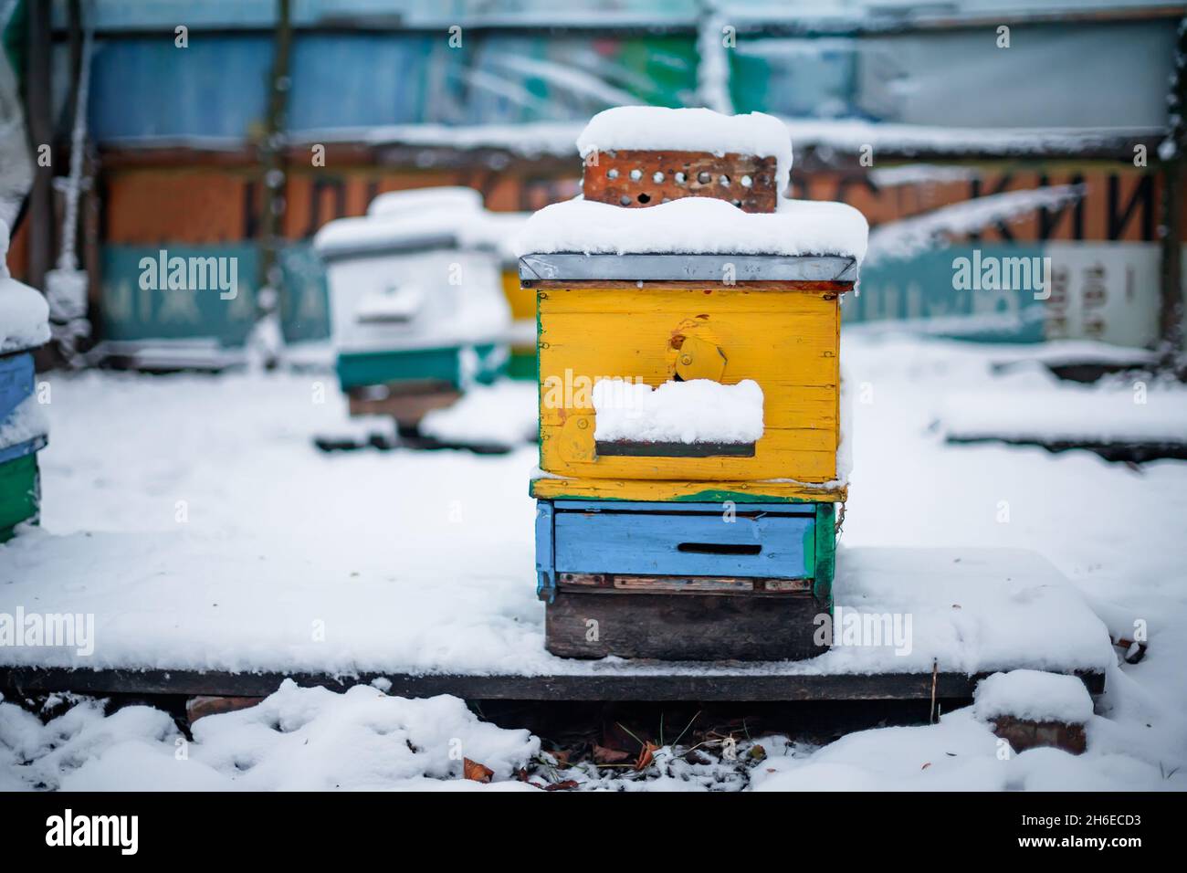 old hive entrance in winter. Colorful hives on apiary in winter stand ...