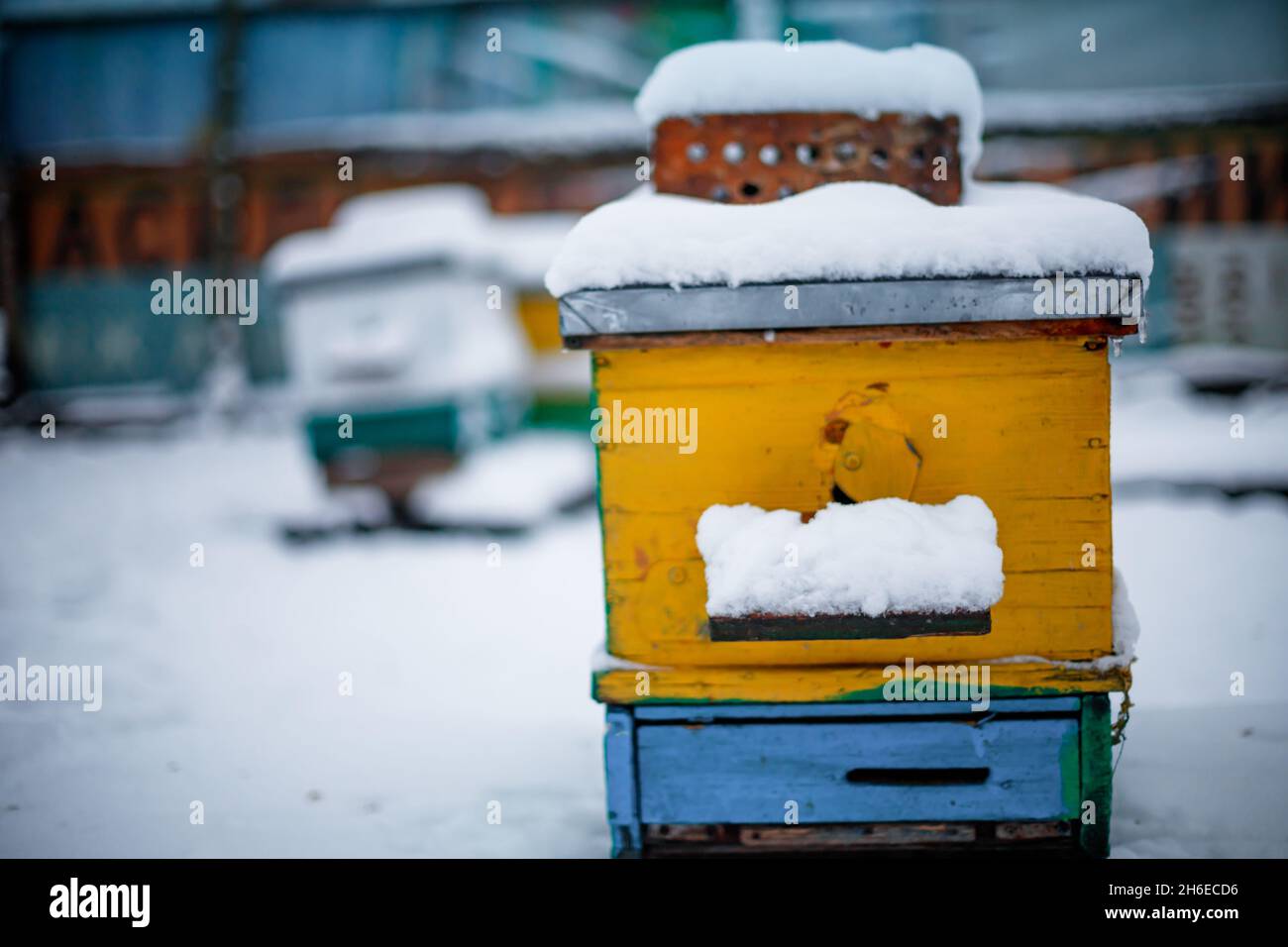 old hive entrance in winter. Honey-bee colony guards hive from looting ...