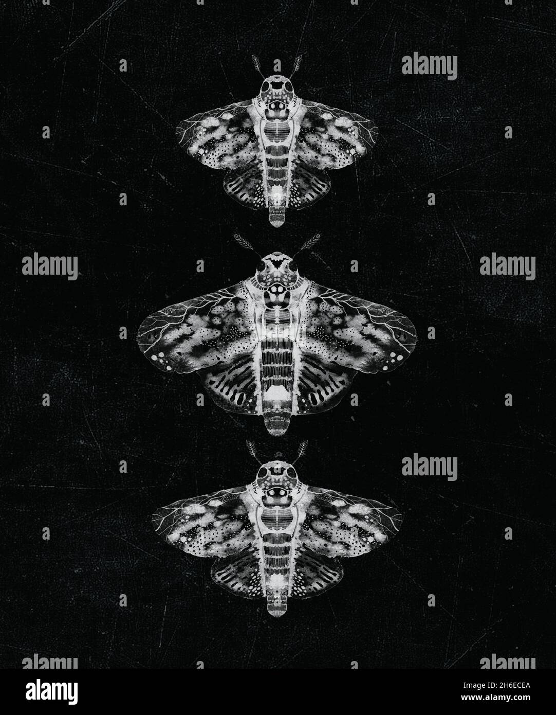 Design of The Hawk Moth Spirit Guide, a symbol of death, messenger from ...