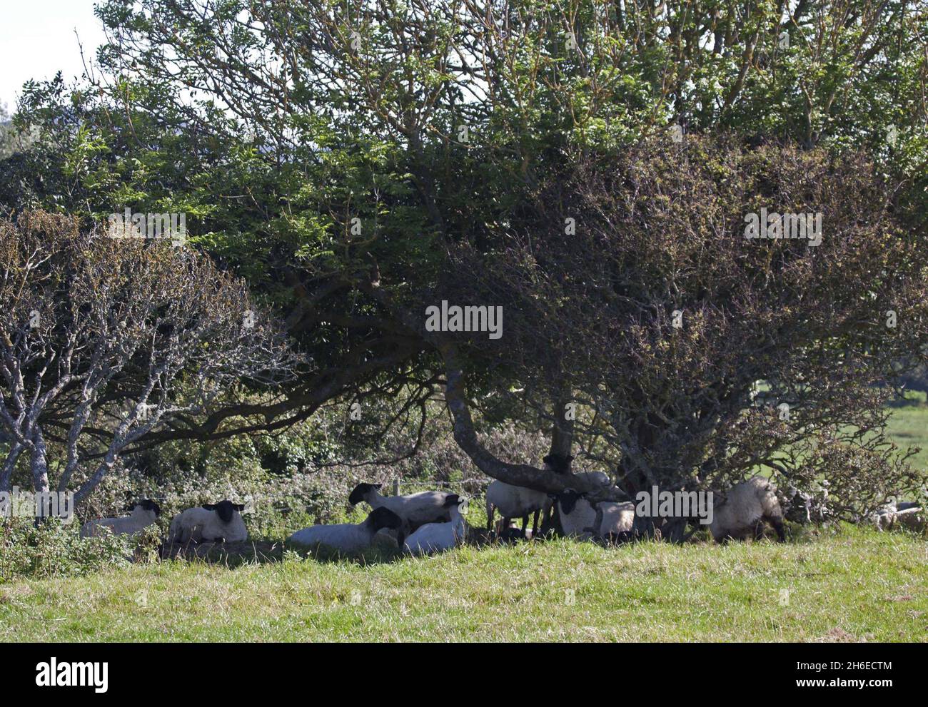 Dorset down sheep hi-res stock photography and images - Alamy