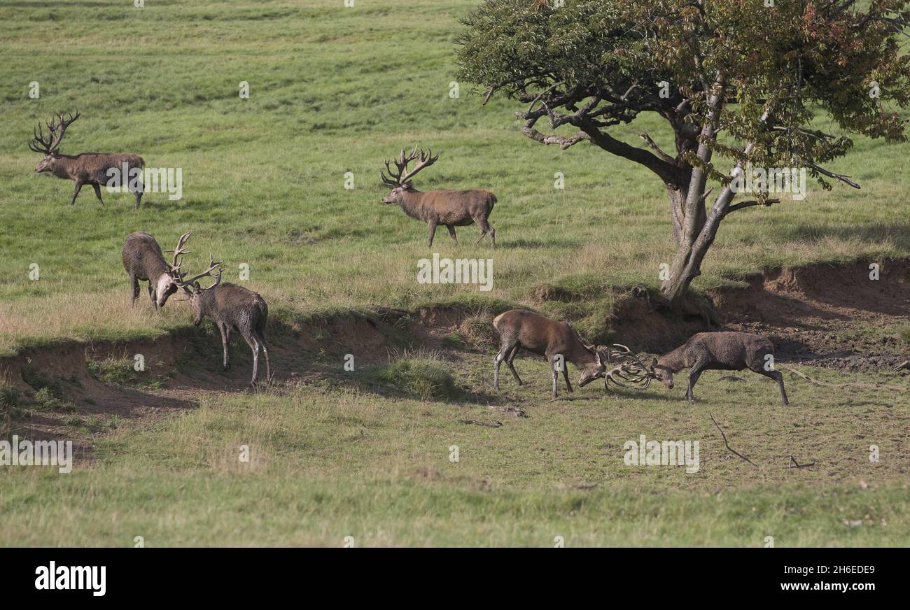 Deer enjoy the warm weather at the Woburn Abbey Deer Park in ...