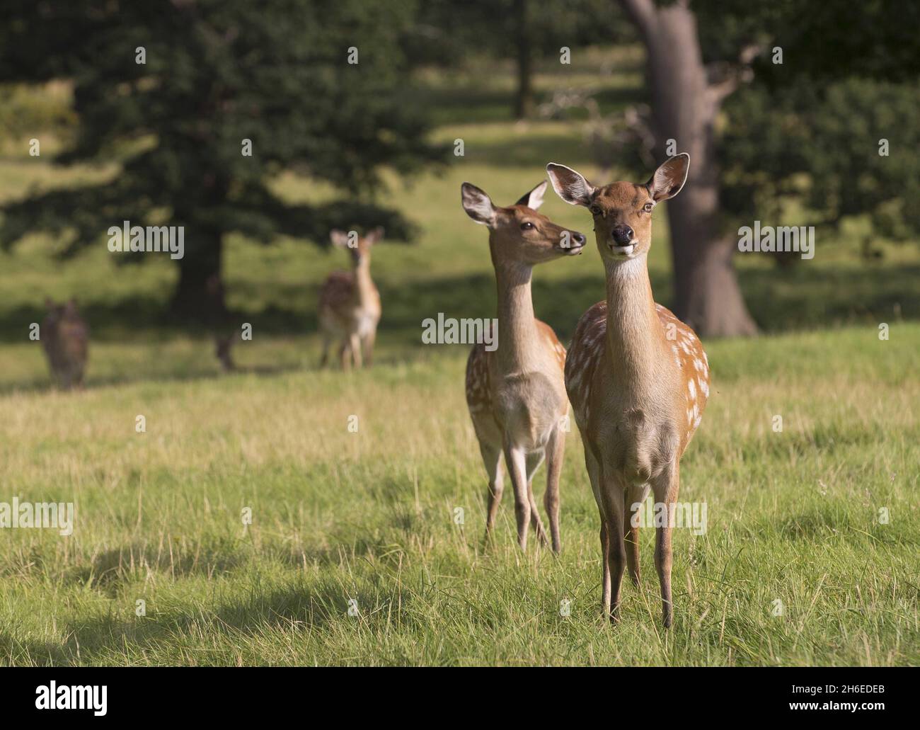 Deer enjoy the warm weather at the Woburn Abbey Deer Park in ...