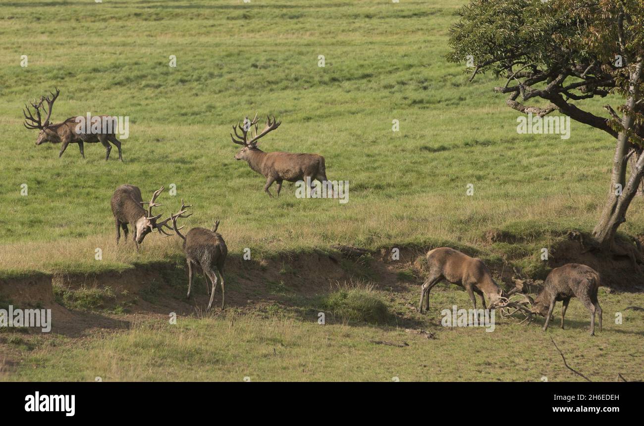 Deer enjoy the warm weather at the Woburn Abbey Deer Park in ...