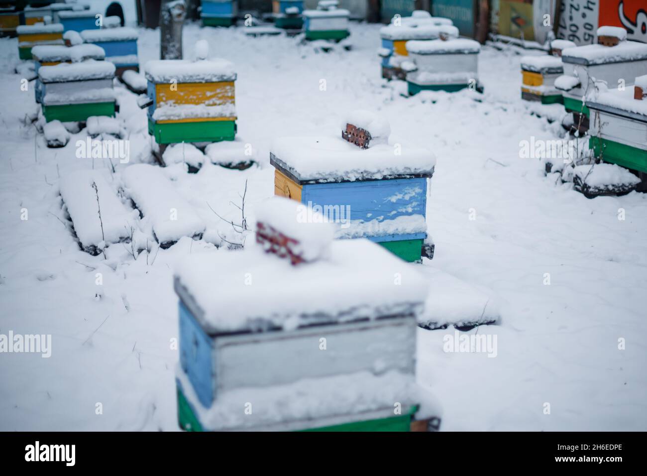 Colorful hives on apiary in winter stand in snow among snow-covered ...