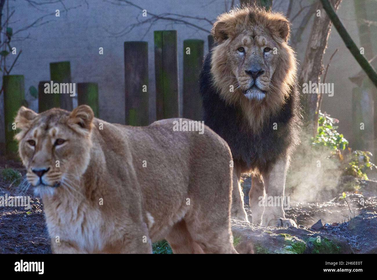 Lions pictured in the cold at London Zoo this morning Stock Photo - Alamy