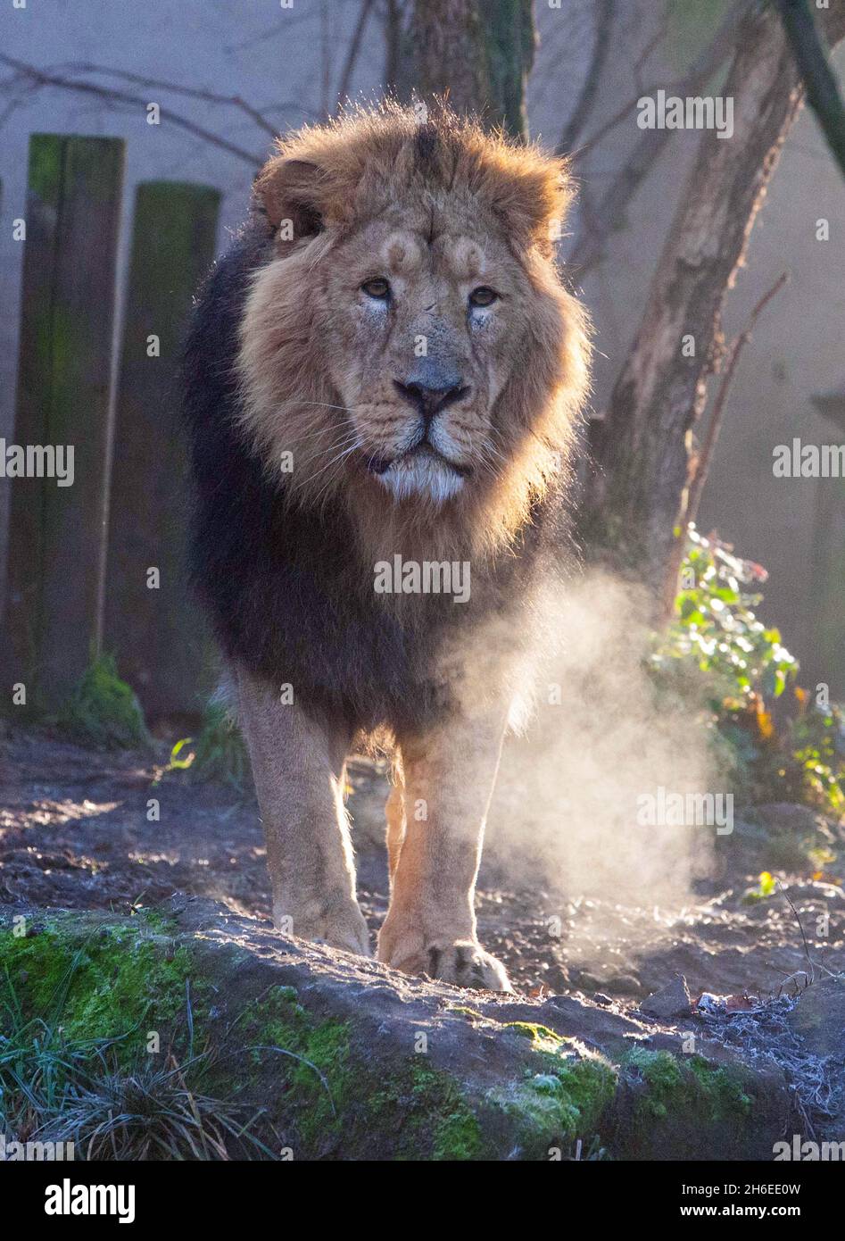 Lions pictured in the cold at London Zoo this morning Stock Photo - Alamy