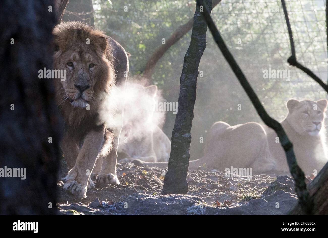 Lions pictured in the cold at London Zoo this morning Stock Photo - Alamy