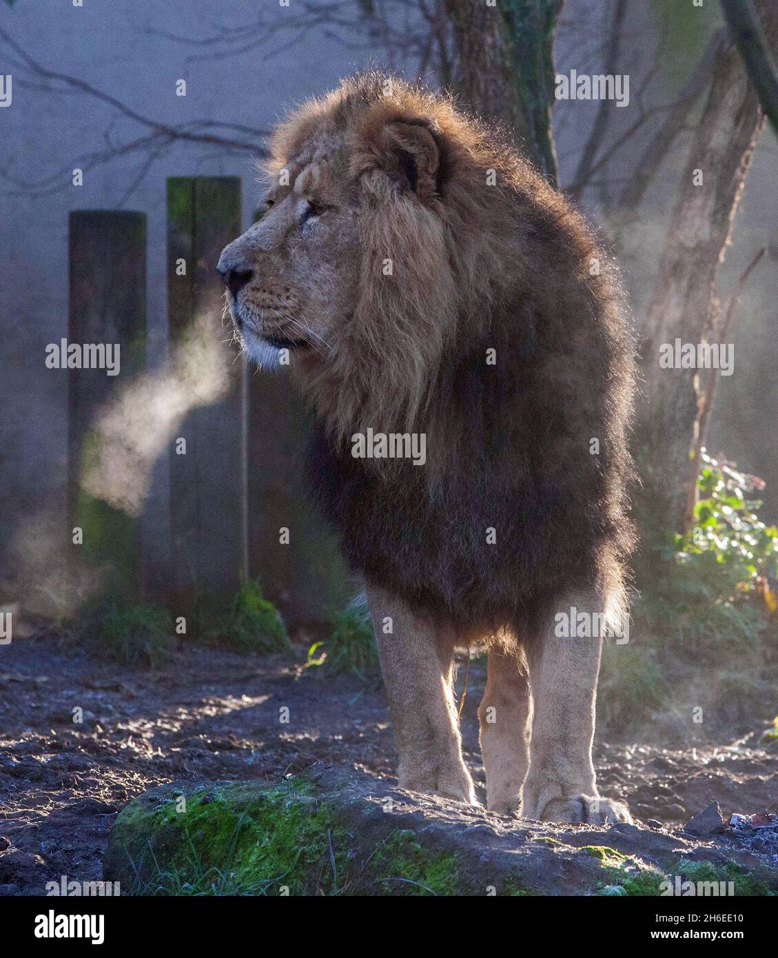 Lions pictured in the cold at London Zoo this morning Stock Photo - Alamy
