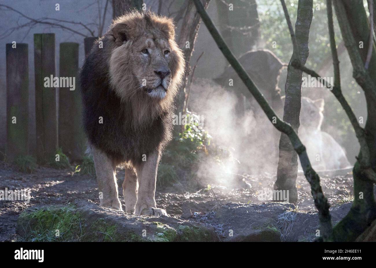 Lions pictured in the cold at London Zoo this morning Stock Photo - Alamy