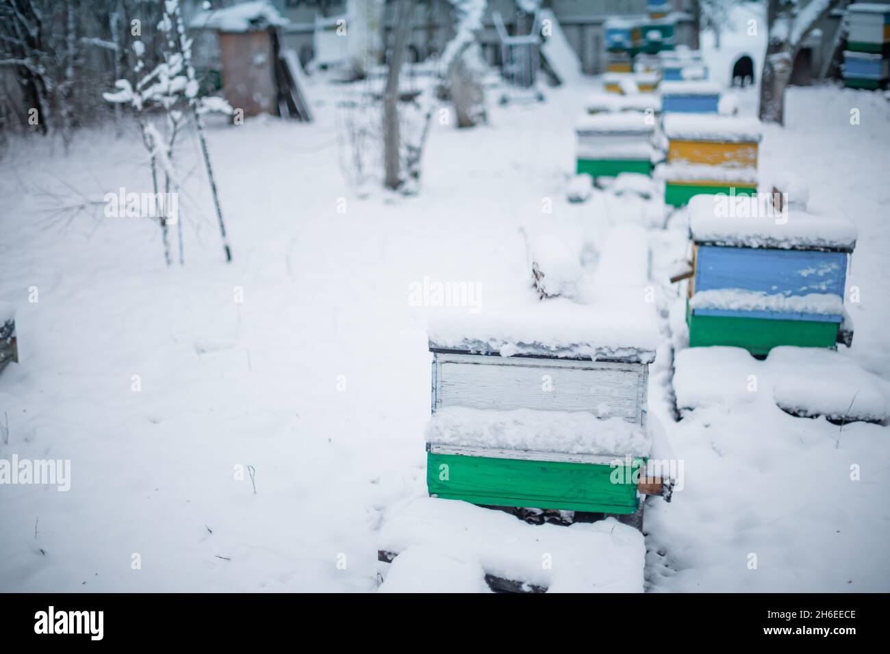 Apiary in the snow. Snow-covered hives after a snowfall. Snowdrifts on ...