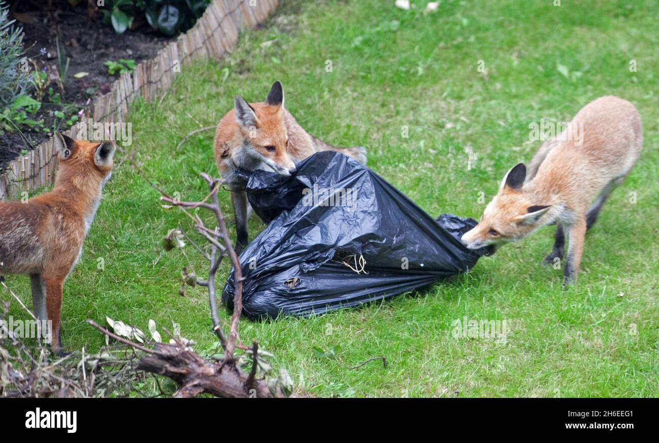 Fox attack on child in South East London - A fox photographed in a ...