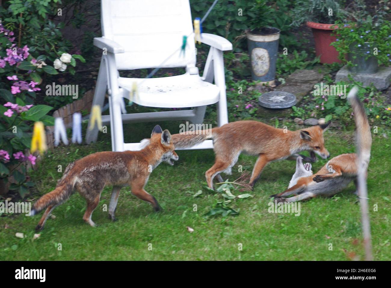 Fox attack on child in South East London - A fox photographed in a ...