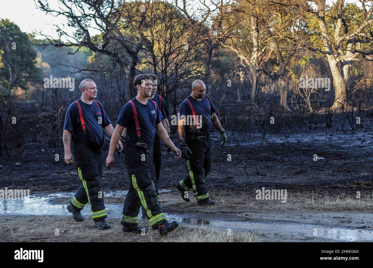 The aftermath of a forest fire caused by the heatwave on Hollow Ponds ...