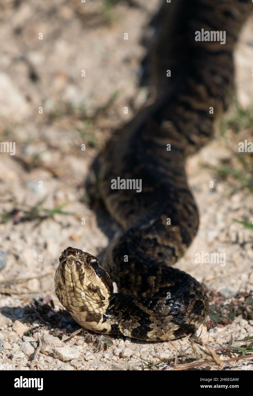 Close-up shot of the head of a snake Stock Photo - Alamy