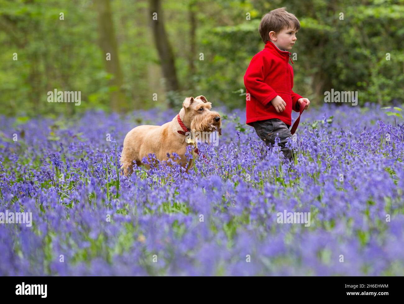 Finn aged 3 enjoys a walk through the bluebells in Wanstead Park ...