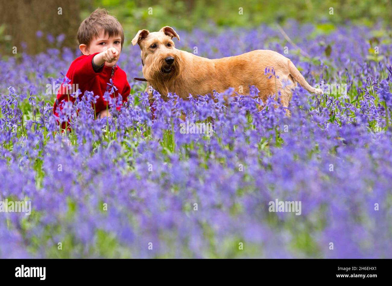 Finn aged 3 enjoys a walk through the bluebells in Wanstead Park ...