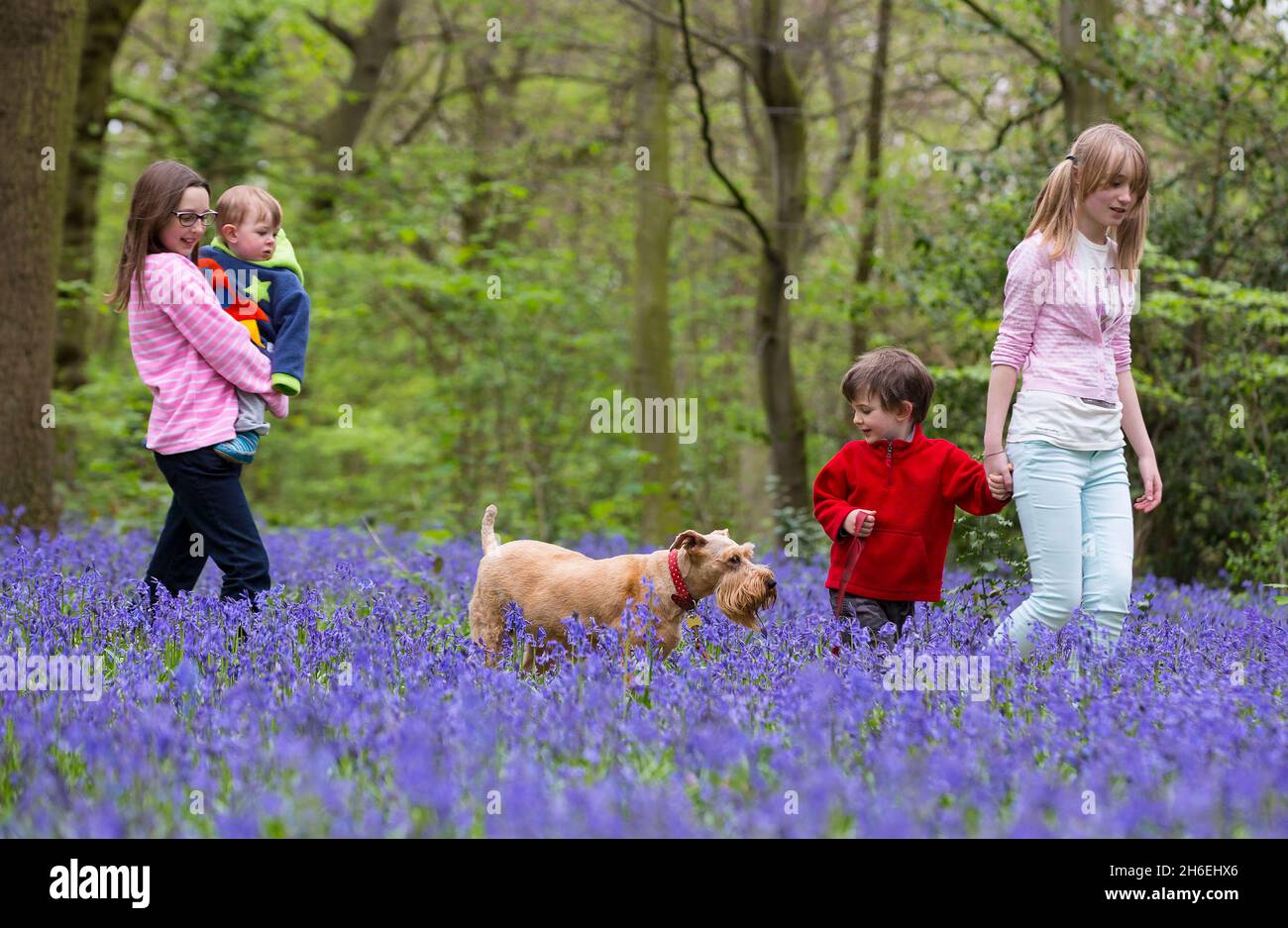 Ruby, Tommy, Finn and Jessie enjoy a walk through the bluebells in ...