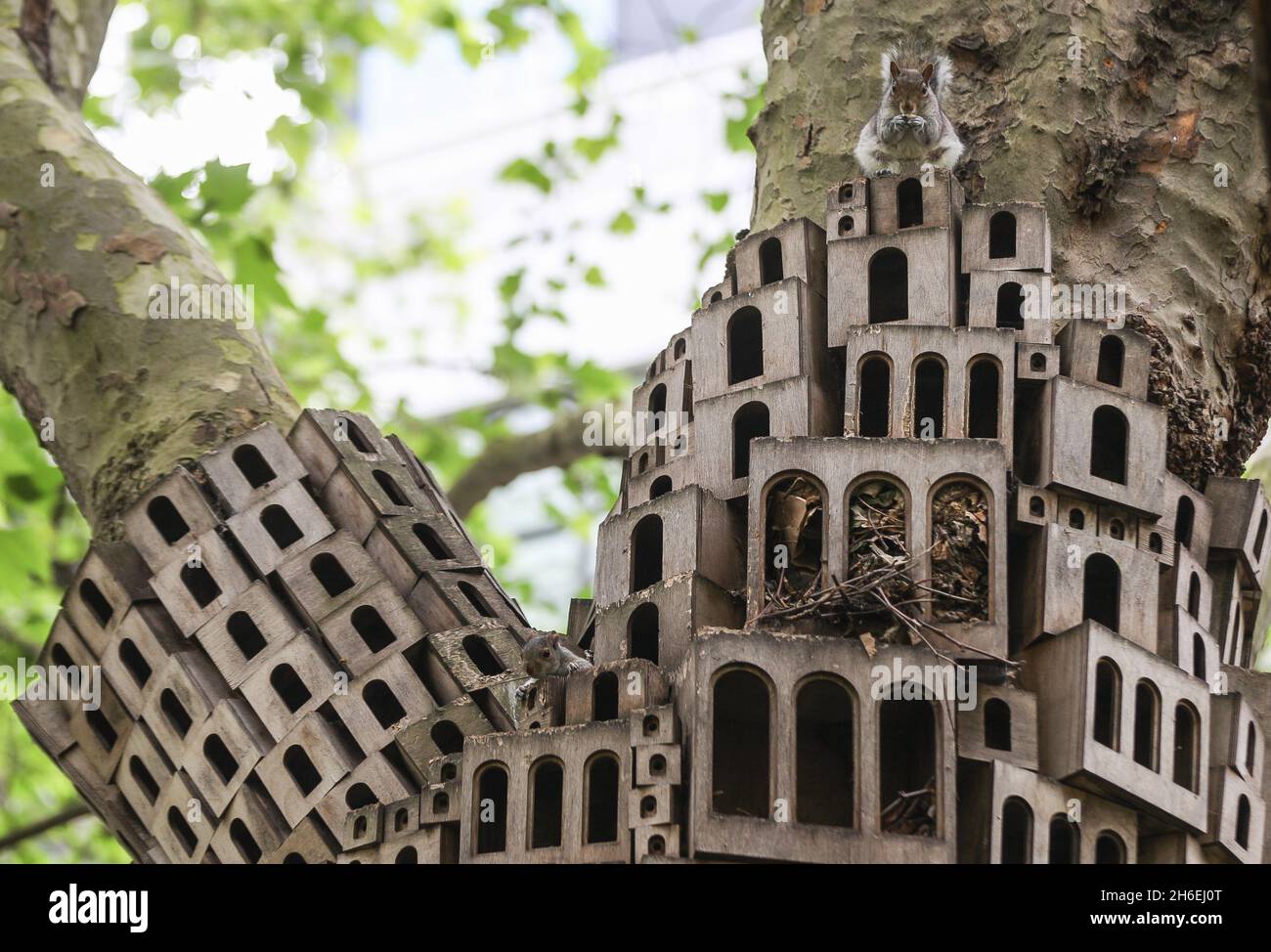 A group of cheeky squirrels have made their home in the 'Spontaneous ...
