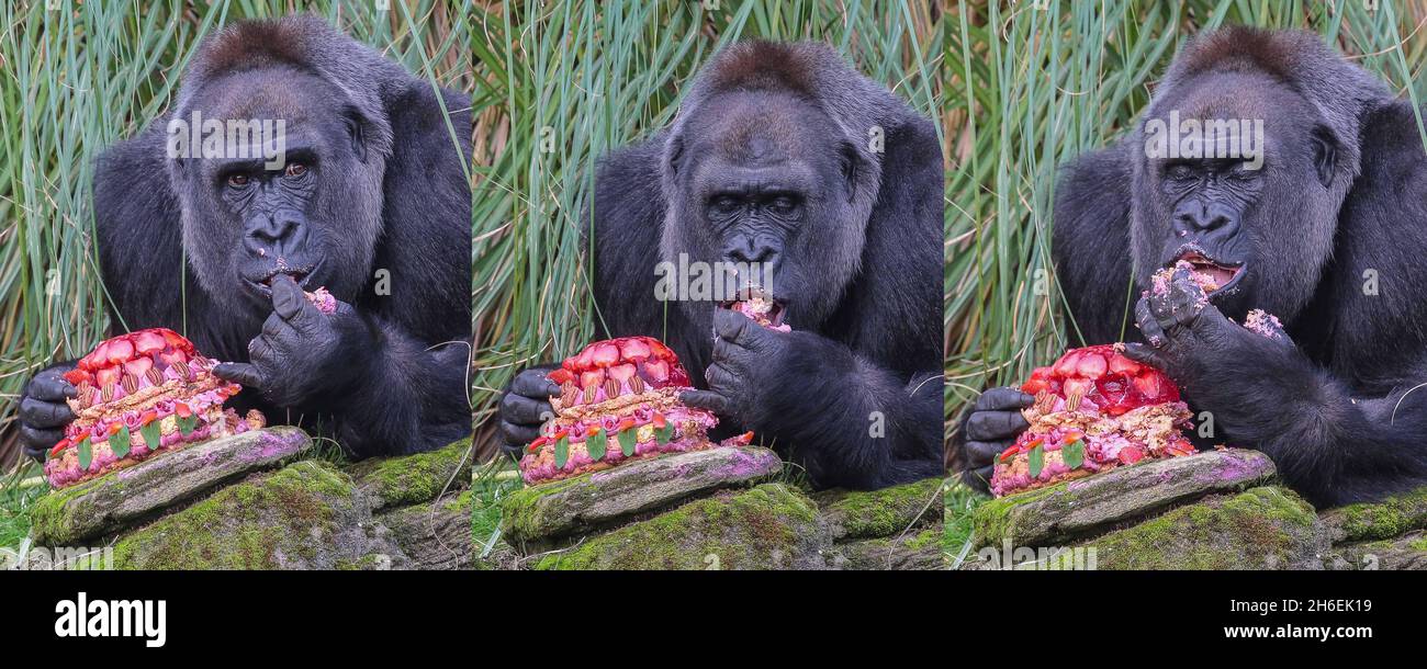 London Zoo???s Zaire, a 16.5-stone western lowland gorilla, celebrates ...