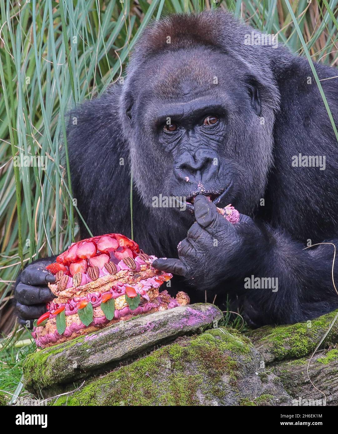London Zoo???s Zaire, a 16.5-stone western lowland gorilla, celebrates ...