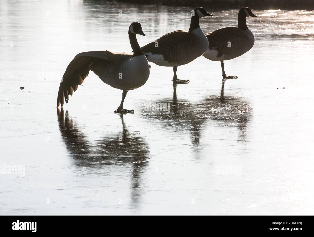 Swans and geese slide on the ice of a frozen pond in Forest Gate, East ...