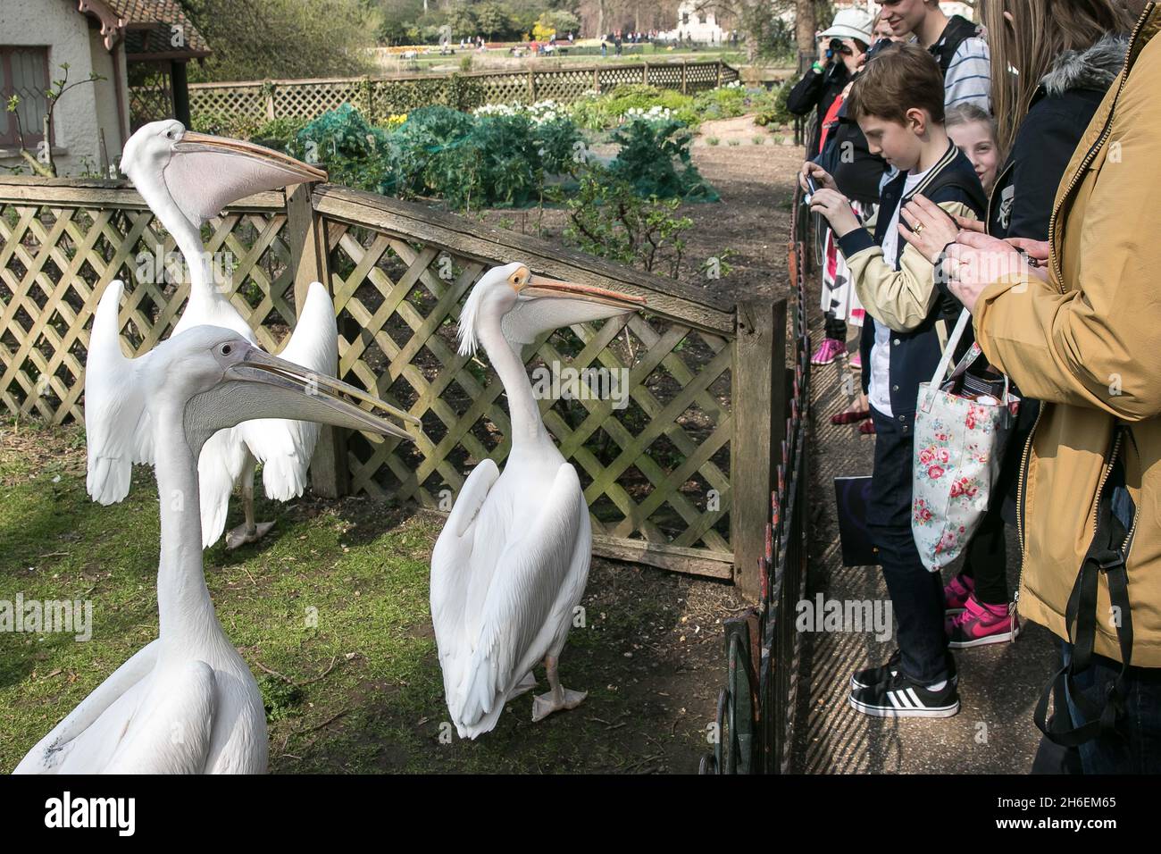 Pelicans in st james park hi-res stock photography and images - Alamy