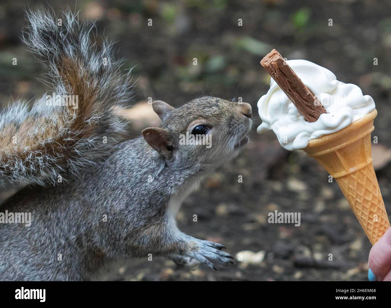 A squirrel enjoys an ice cream in St James Park in London Stock Photo ...