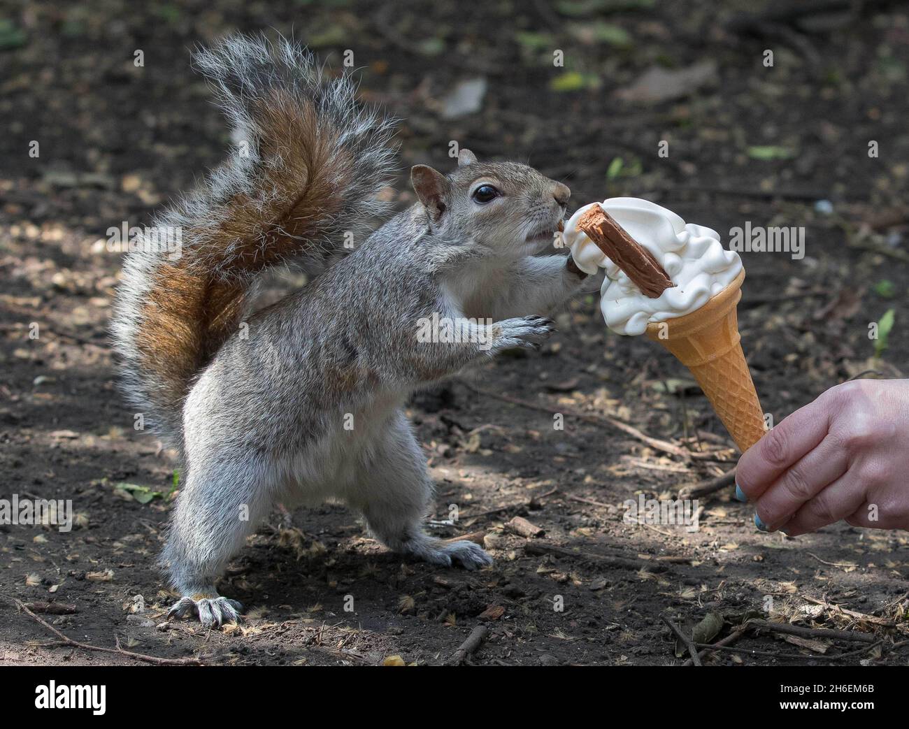 A squirrel enjoys an ice cream in St James Park in London Stock Photo ...