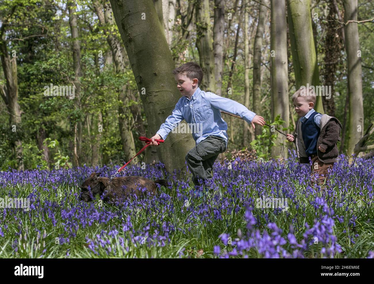 Alfie enjoy the bluebells in Wanstead Park, East London this afternoon ...