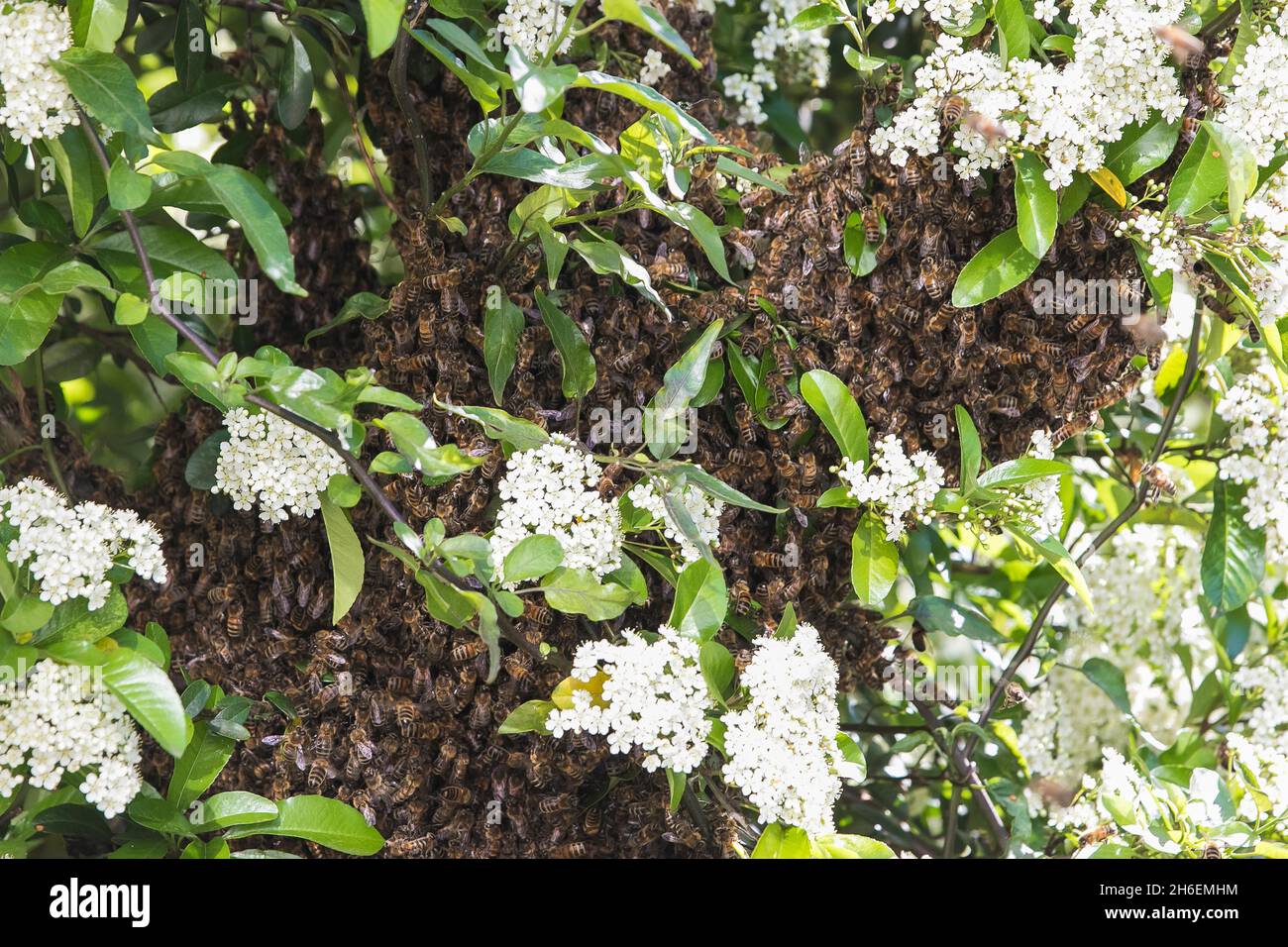 Residents in an East London street were shocked to see over 15,000 bees ...