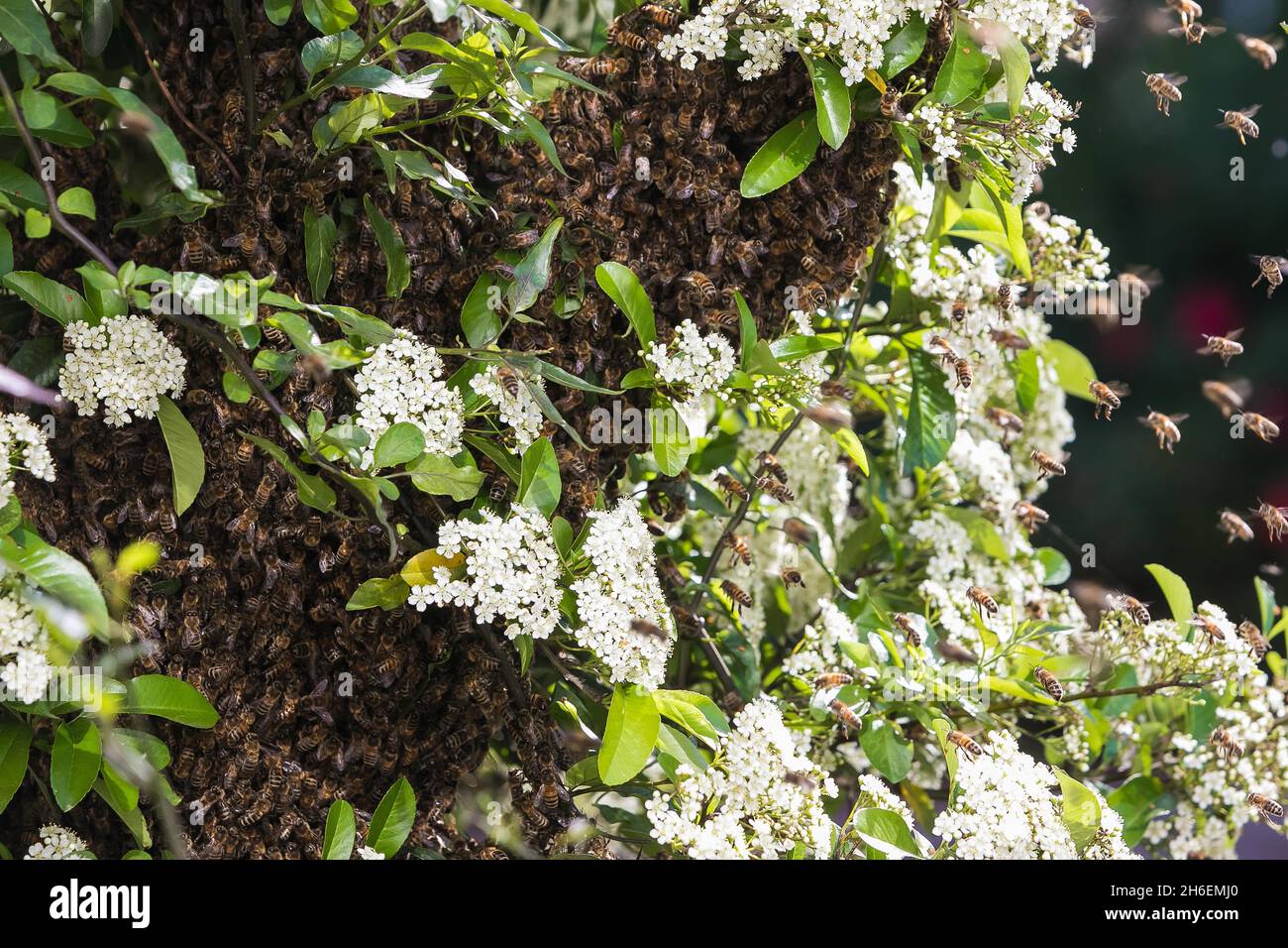 Residents in an East London street were shocked to see over 15,000 bees ...