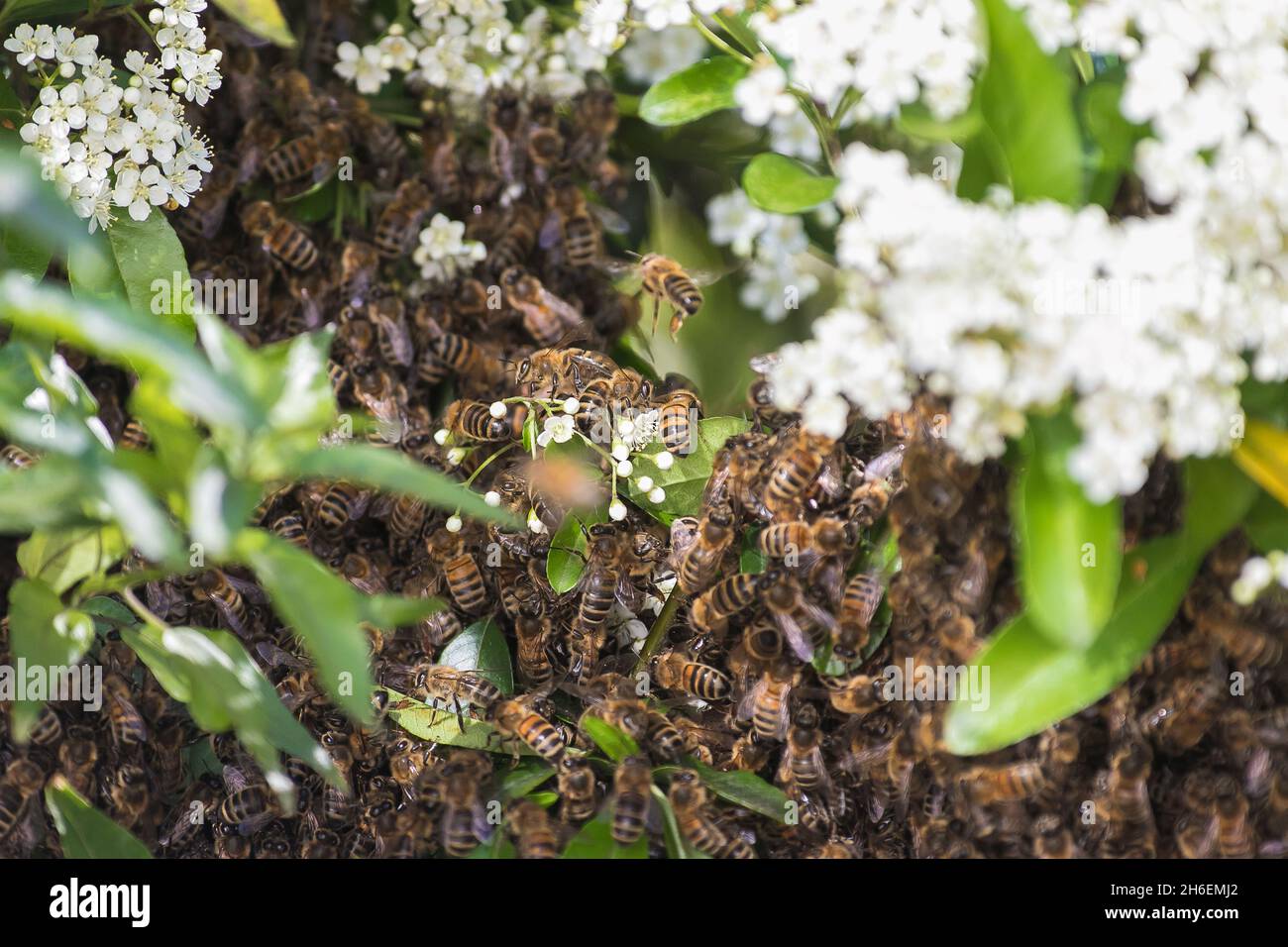 Residents in an East London street were shocked to see over 15,000 bees ...