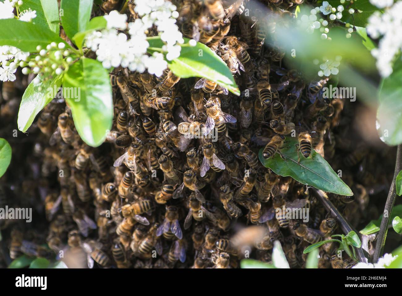 Residents in an East London street were shocked to see over 15,000 bees ...