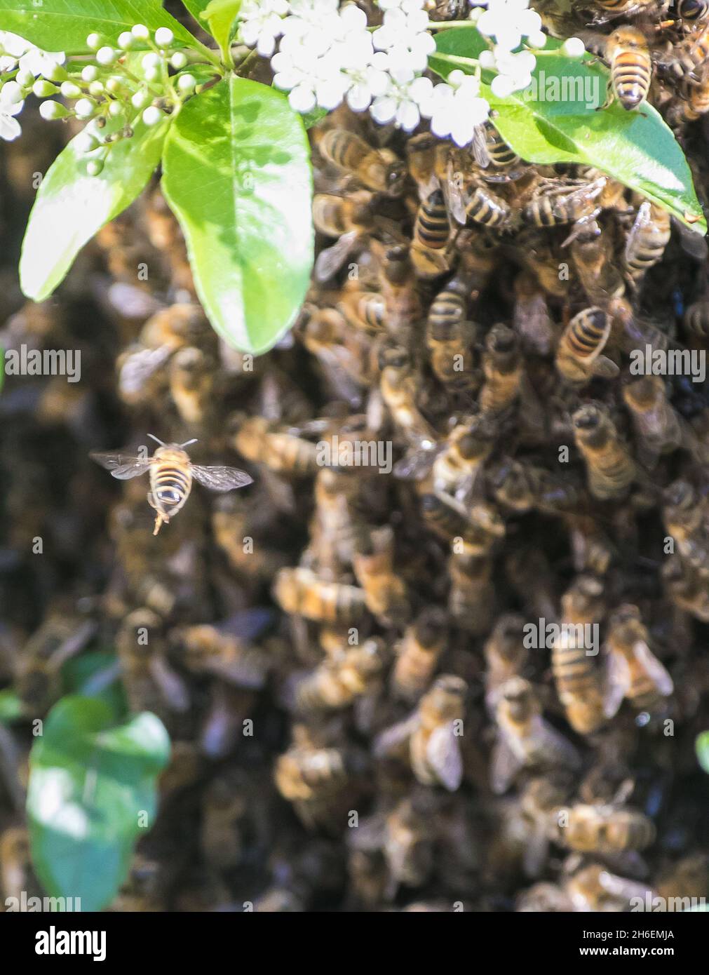Residents in an East London street were shocked to see over 15,000 bees ...