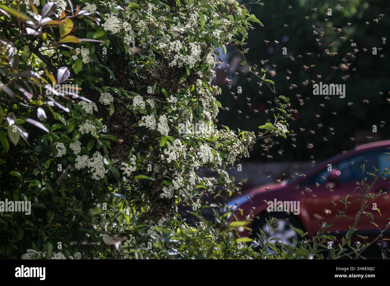 Residents in an East London street were shocked to see over 15,000 bees ...