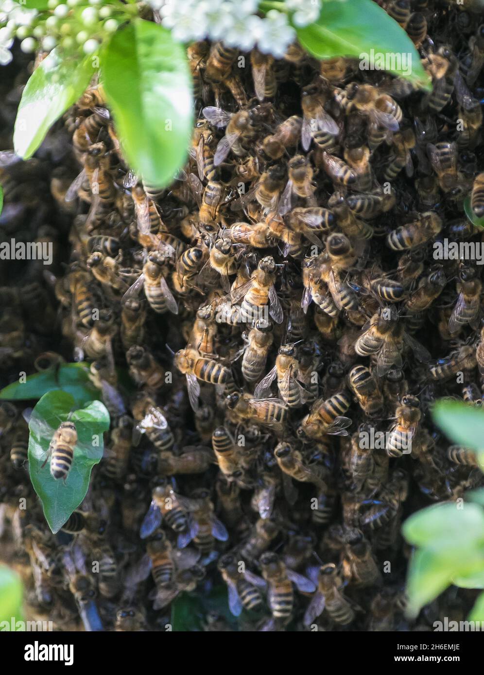 Residents in an East London street were shocked to see over 15,000 bees ...