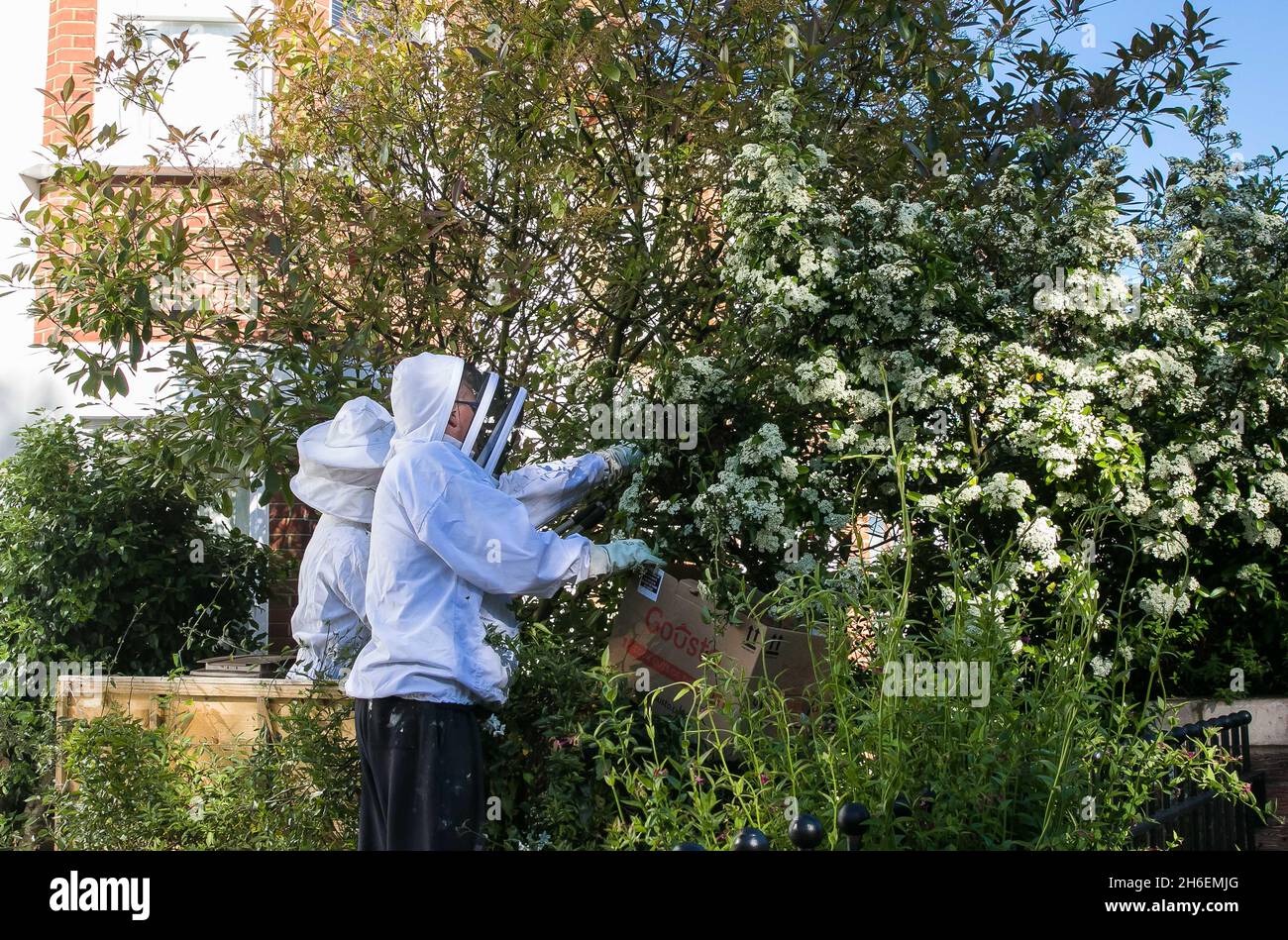 Residents in an East London street were shocked to see over 15,000 bees ...