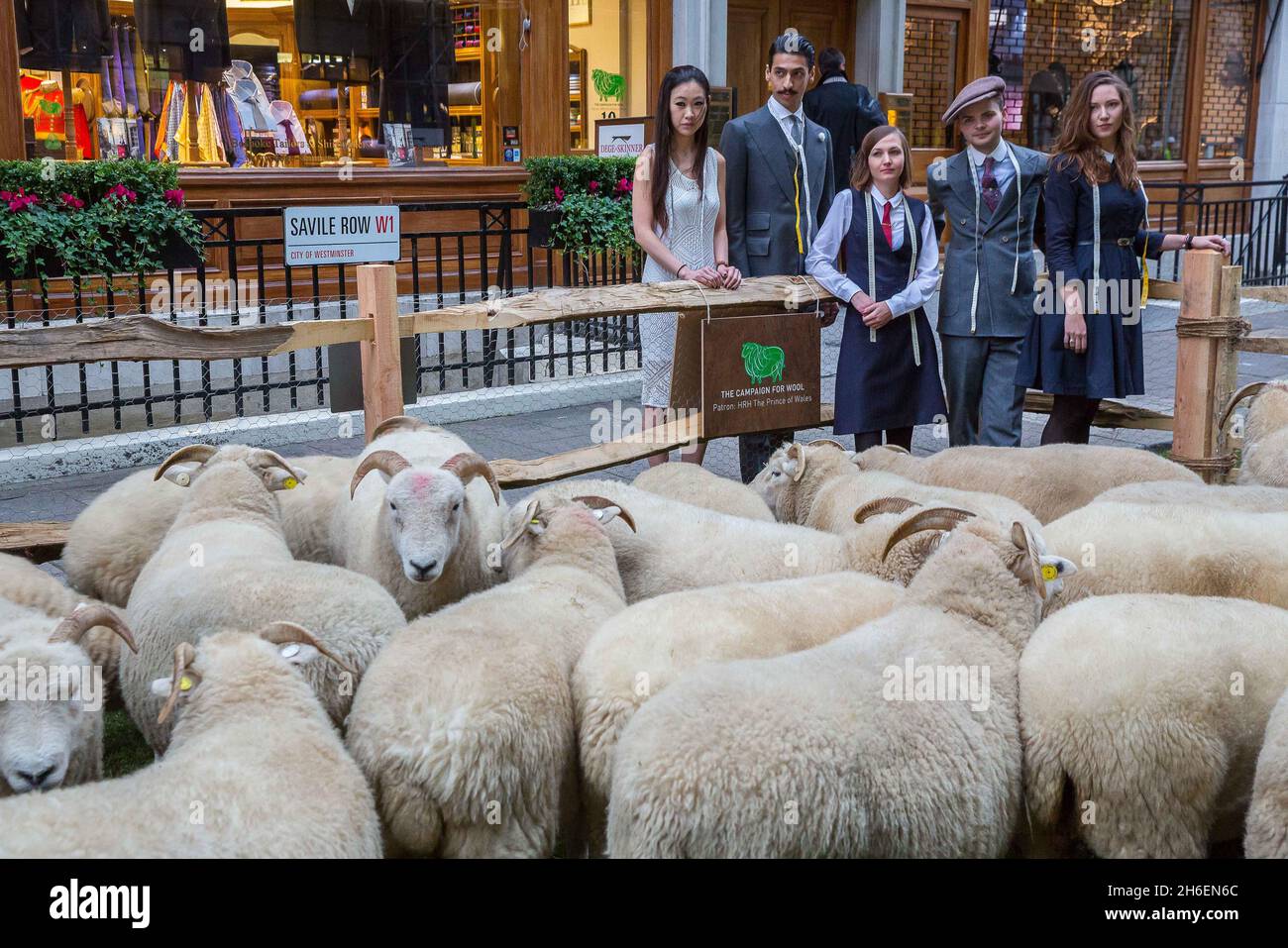 Bowmont merino sheep hi-res stock photography and images - Alamy