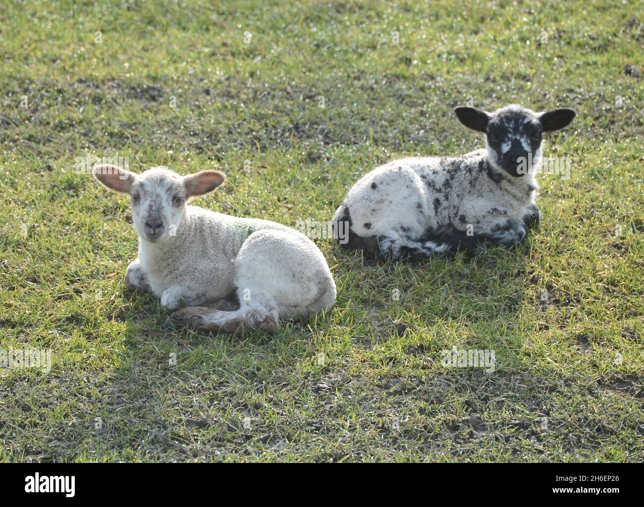 Newly born spring lambs pictured in Pitstone in Buckinghamshire this ...
