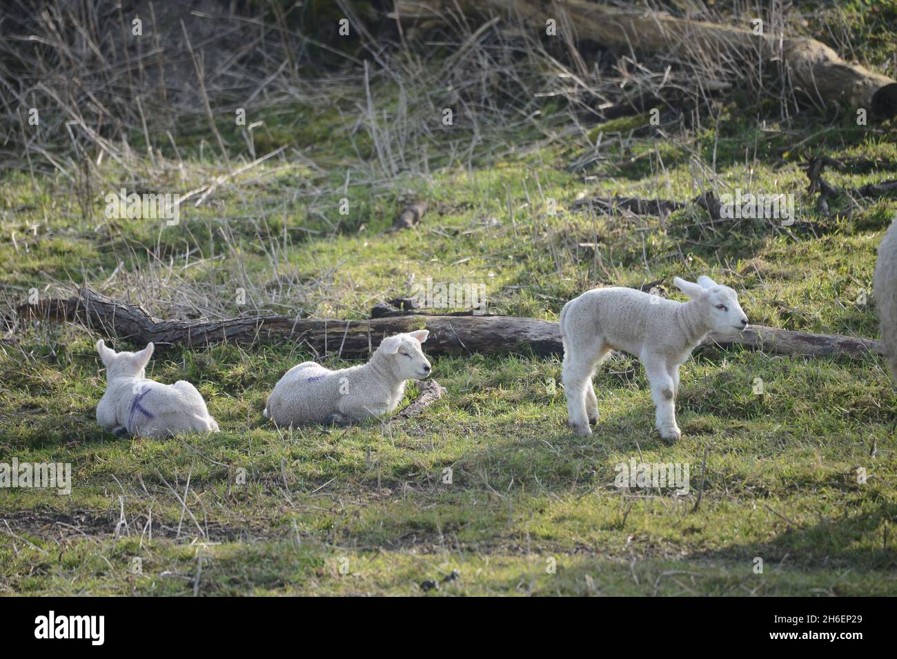 Newly born spring lambs pictured in Pitstone in Buckinghamshire this ...