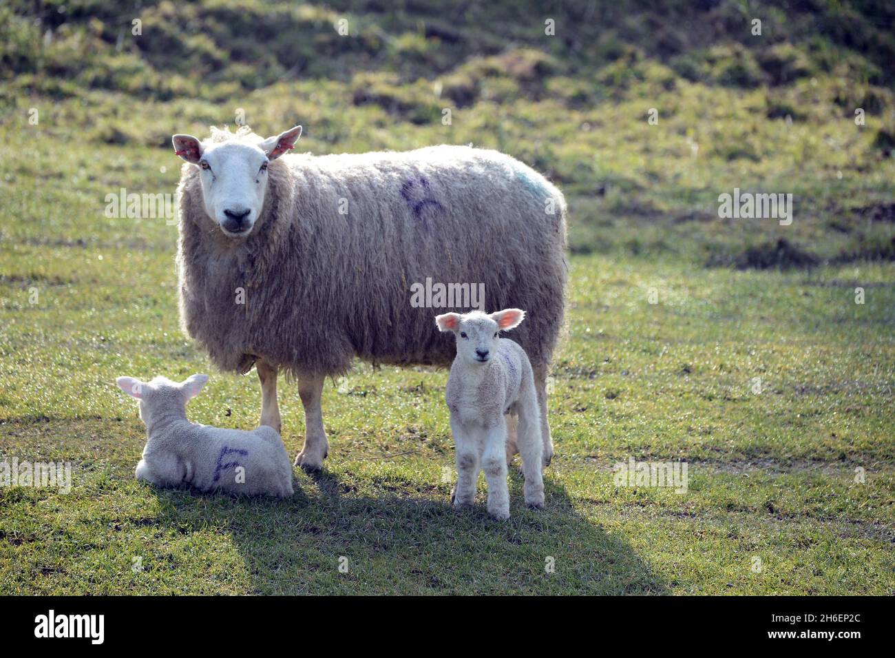 Newly born spring lambs pictured in Pitstone in Buckinghamshire this ...