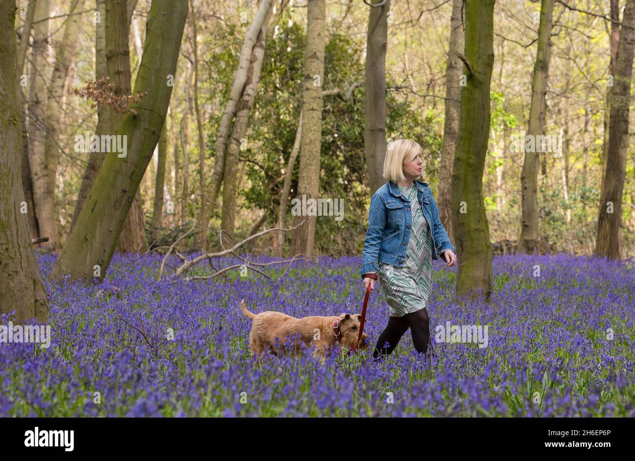 Members of the public walk on allocated paths through the bluebells in ...
