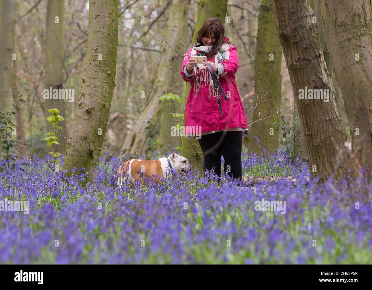 Members of the public walk on allocated paths through the bluebells in ...