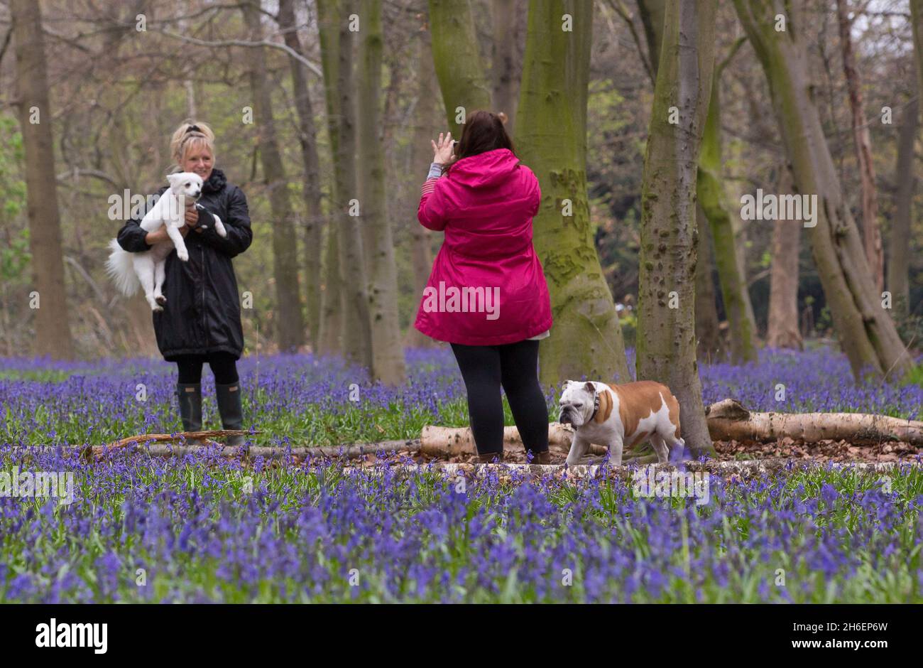 Members of the public walk on allocated paths through the bluebells in ...