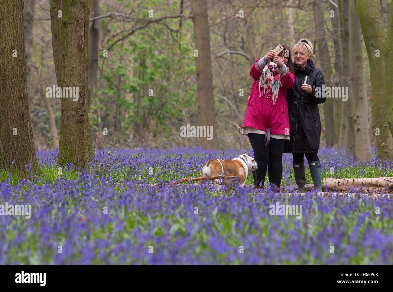 Members of the public walk on allocated paths through the bluebells in ...