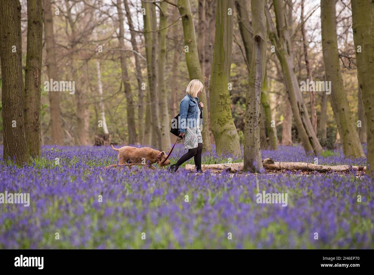 Members of the public walk on allocated paths through the bluebells in ...