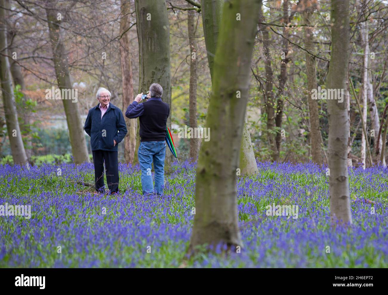 Members of the public walk on allocated paths through the bluebells in ...