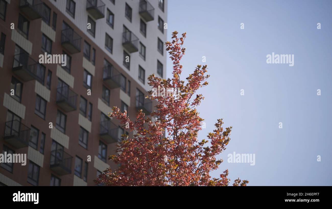 Branches with red leaves on background of high-rise buildings. Action ...