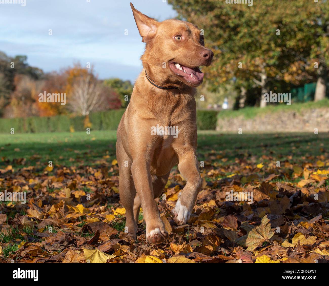 fox red Labrador retriever playing in autumn leaves Stock Photo - Alamy