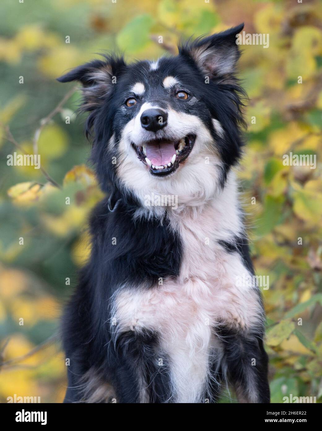 working border collie dog Stock Photo - Alamy